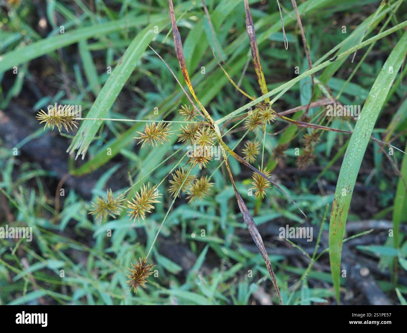 straw-colored flatsedge (Cyperus strigosus Stock Photo - Alamy