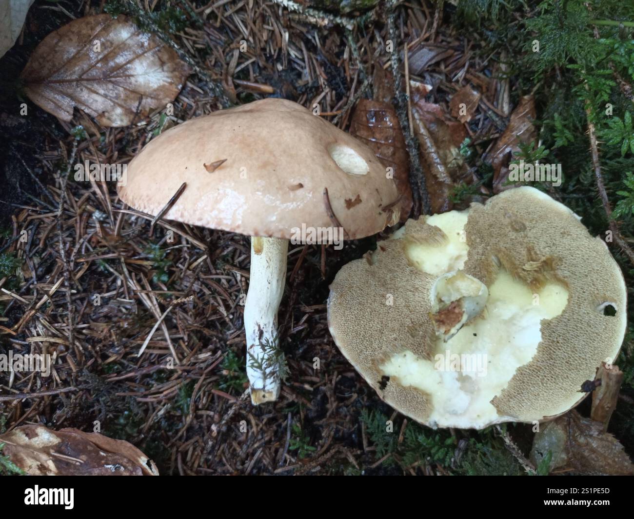 Dotted-stalked Suillus (Suillus granulatus Stock Photo - Alamy