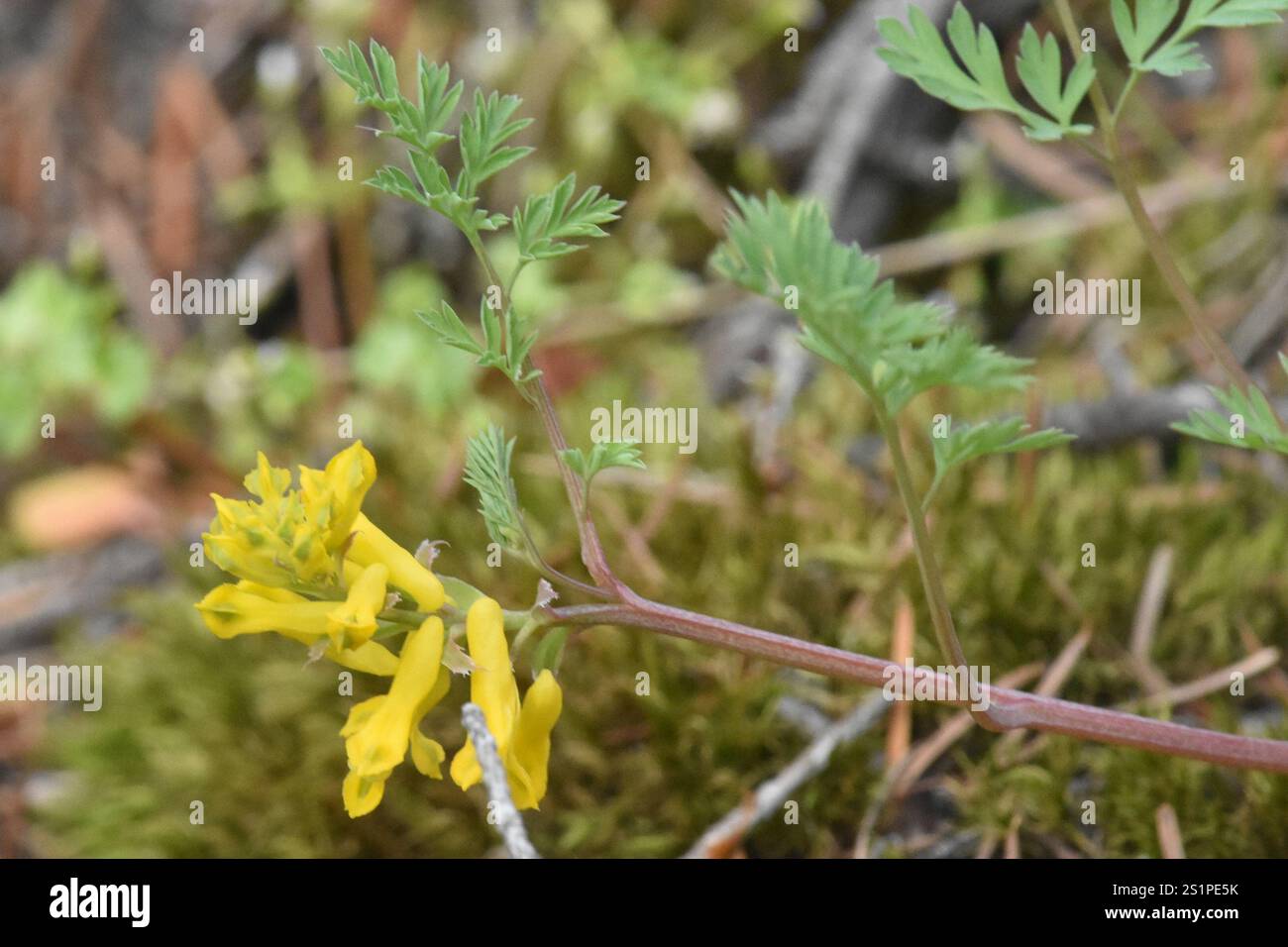 golden corydalis (Corydalis aurea Stock Photo - Alamy