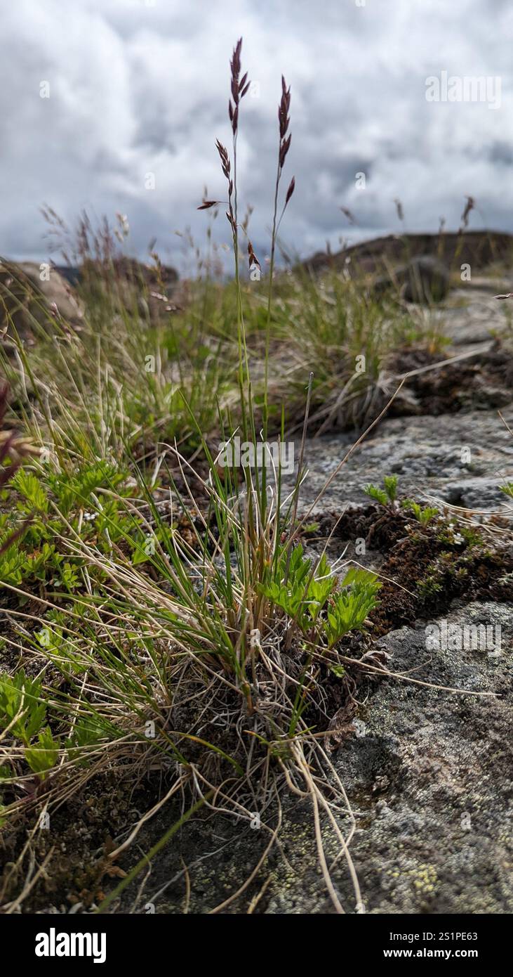 Altai fescue (Festuca altaica Stock Photo - Alamy