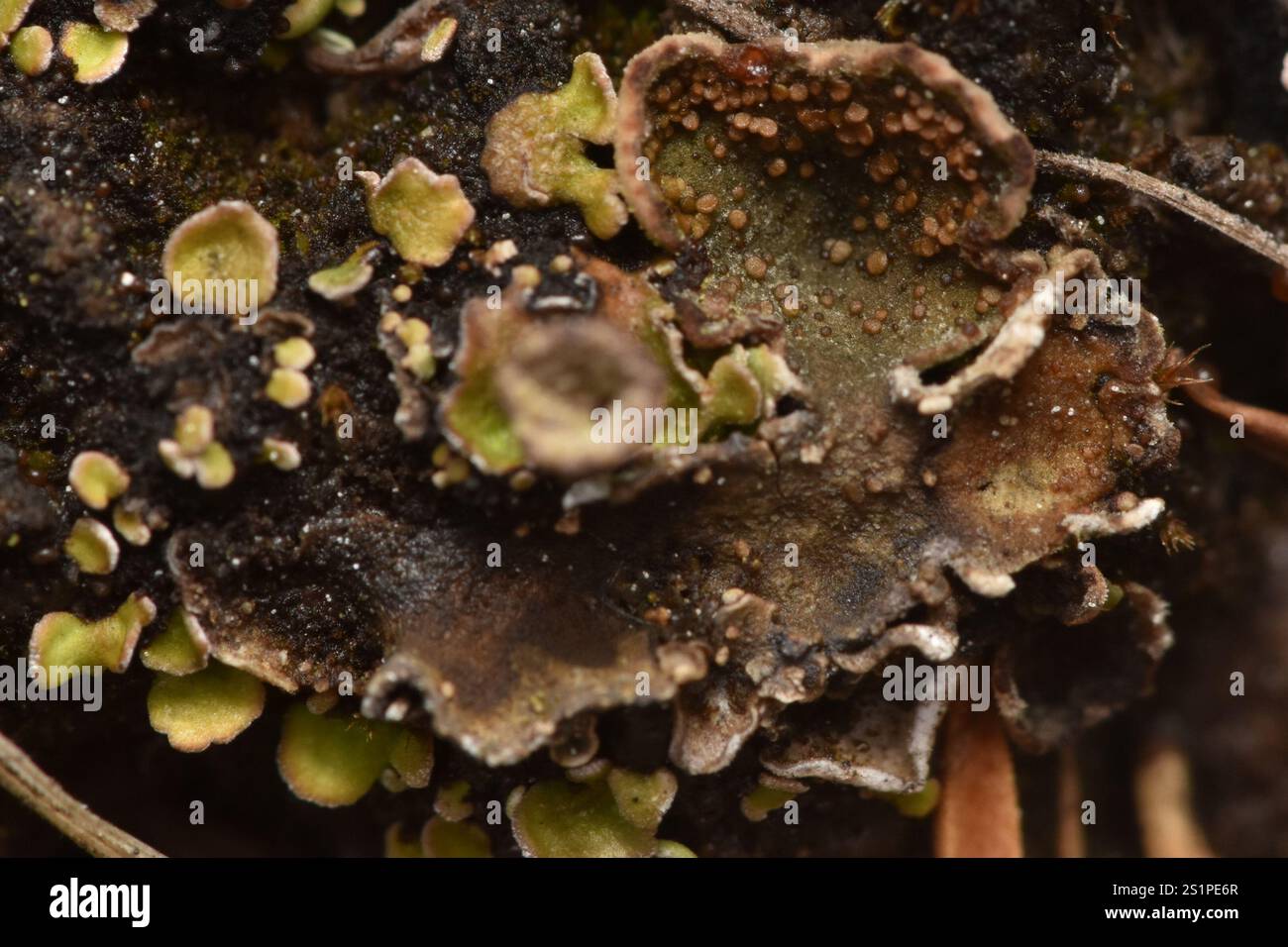 alternating dog lichen (Peltigera didactyla Stock Photo - Alamy