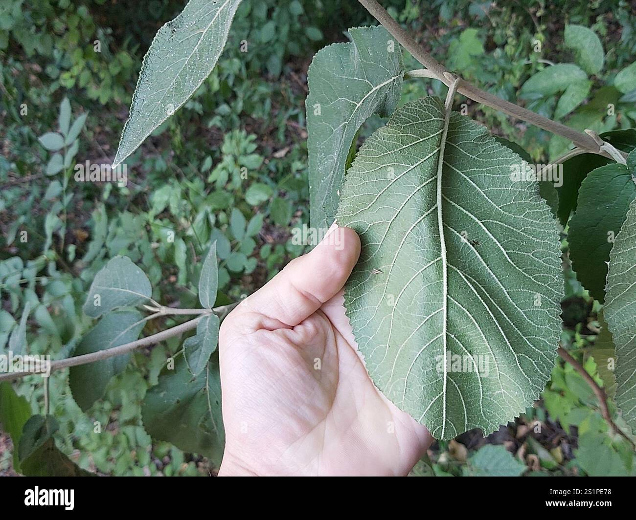 Wayfaring-tree (Viburnum lantana Stock Photo - Alamy