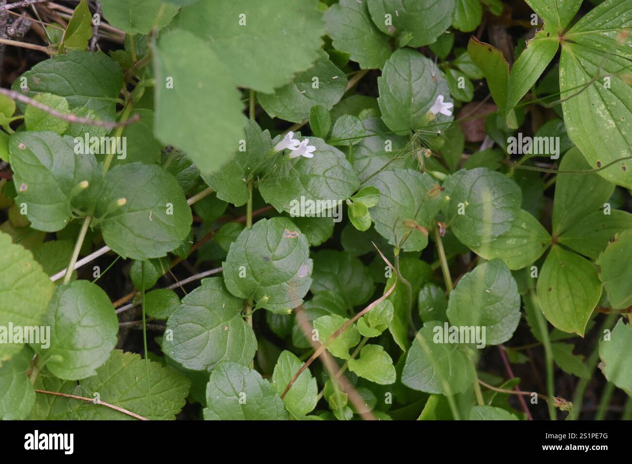 yerba buena (Clinopodium douglasii Stock Photo - Alamy