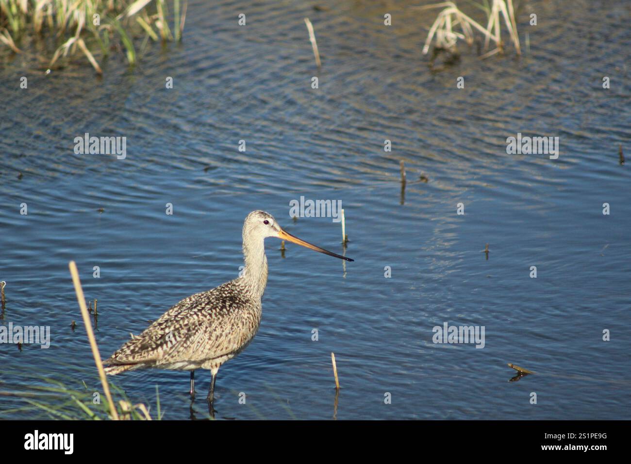 Marbled Godwit (Limosa fedoa Stock Photo - Alamy