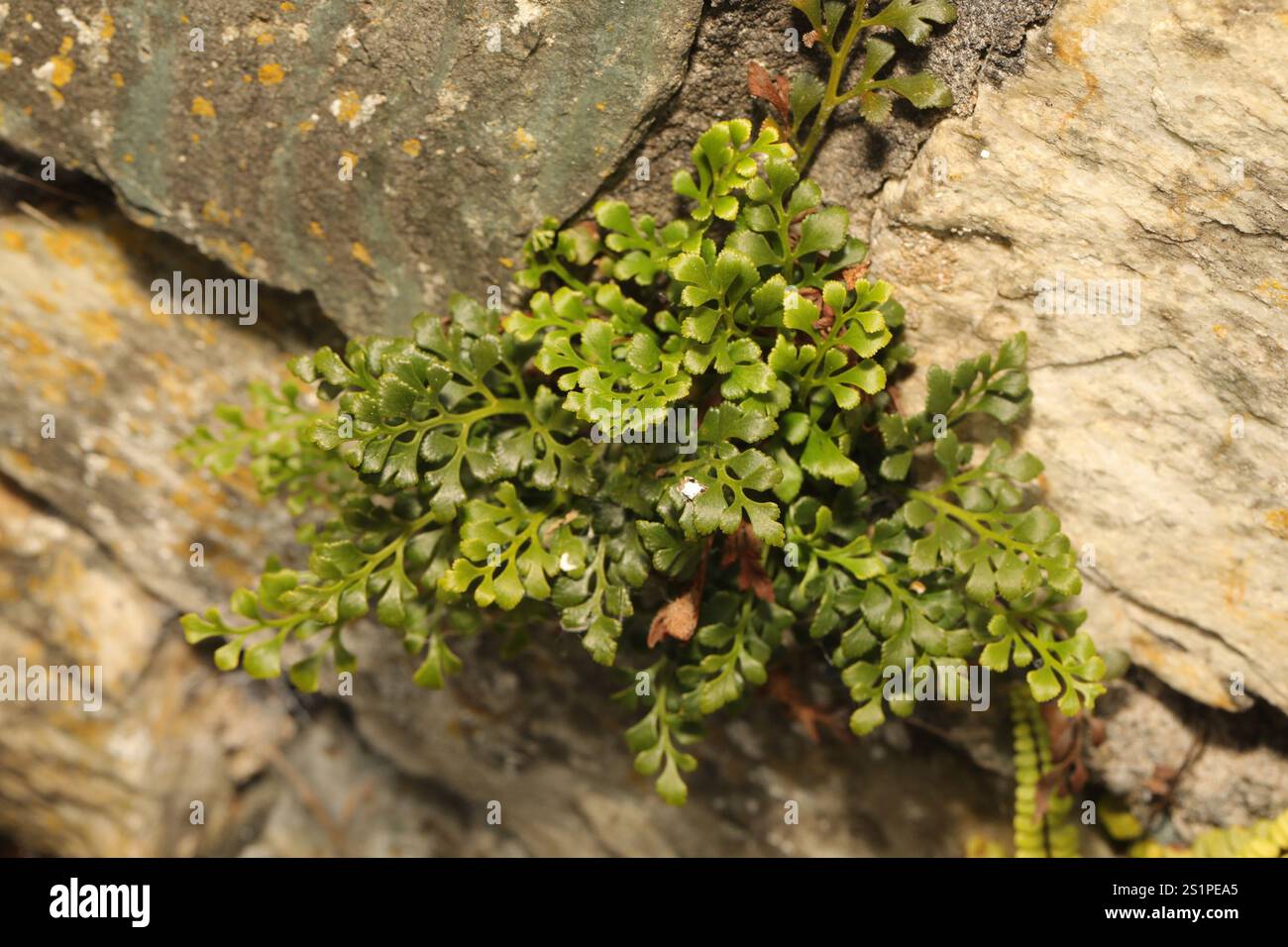 wall-rue (Asplenium ruta-muraria Stock Photo - Alamy
