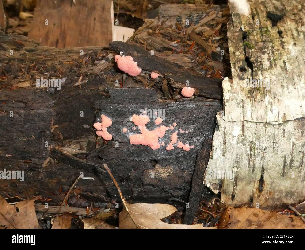 Red Raspberry Slime Mold (Tubifera ferruginosa Stock Photo - Alamy