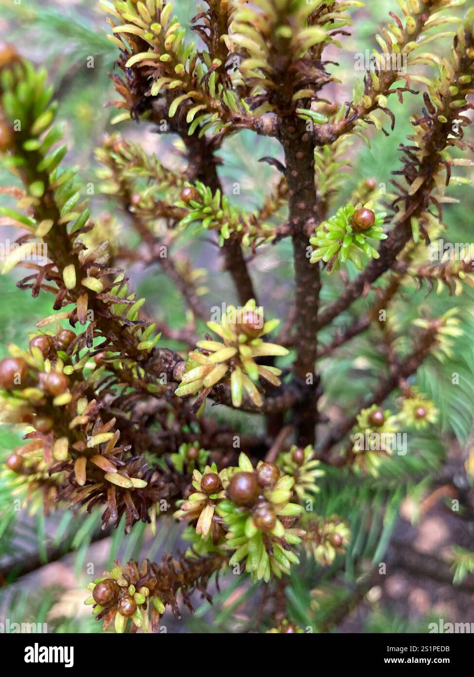 fir broom rust (Melampsorella elatina Stock Photo - Alamy