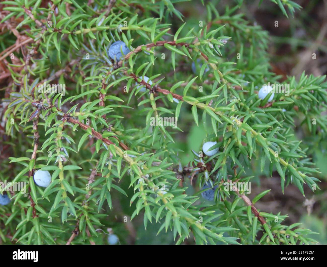 common juniper (Juniperus communis Stock Photo - Alamy