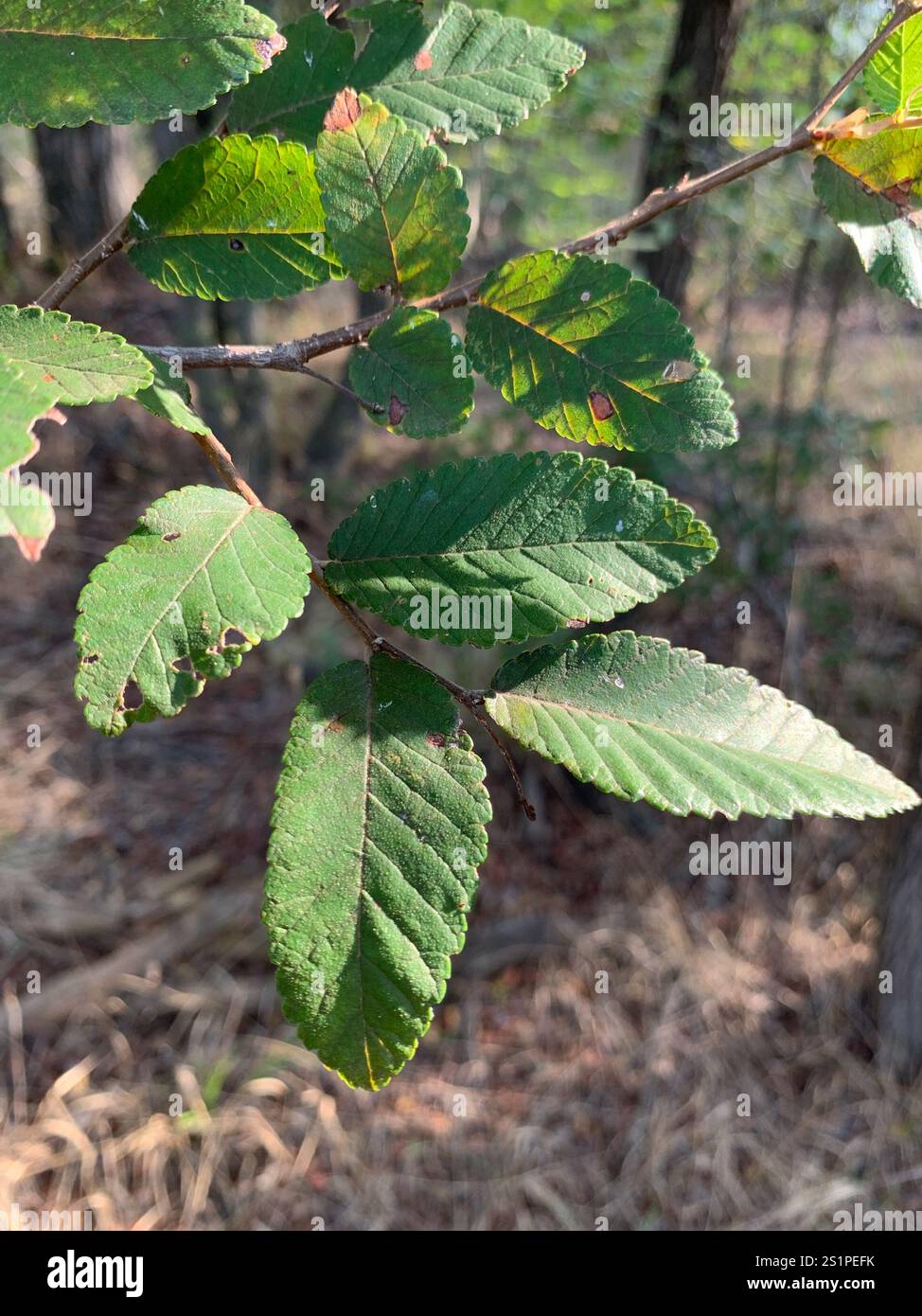 Cedar Elm (Ulmus crassifolia Stock Photo - Alamy