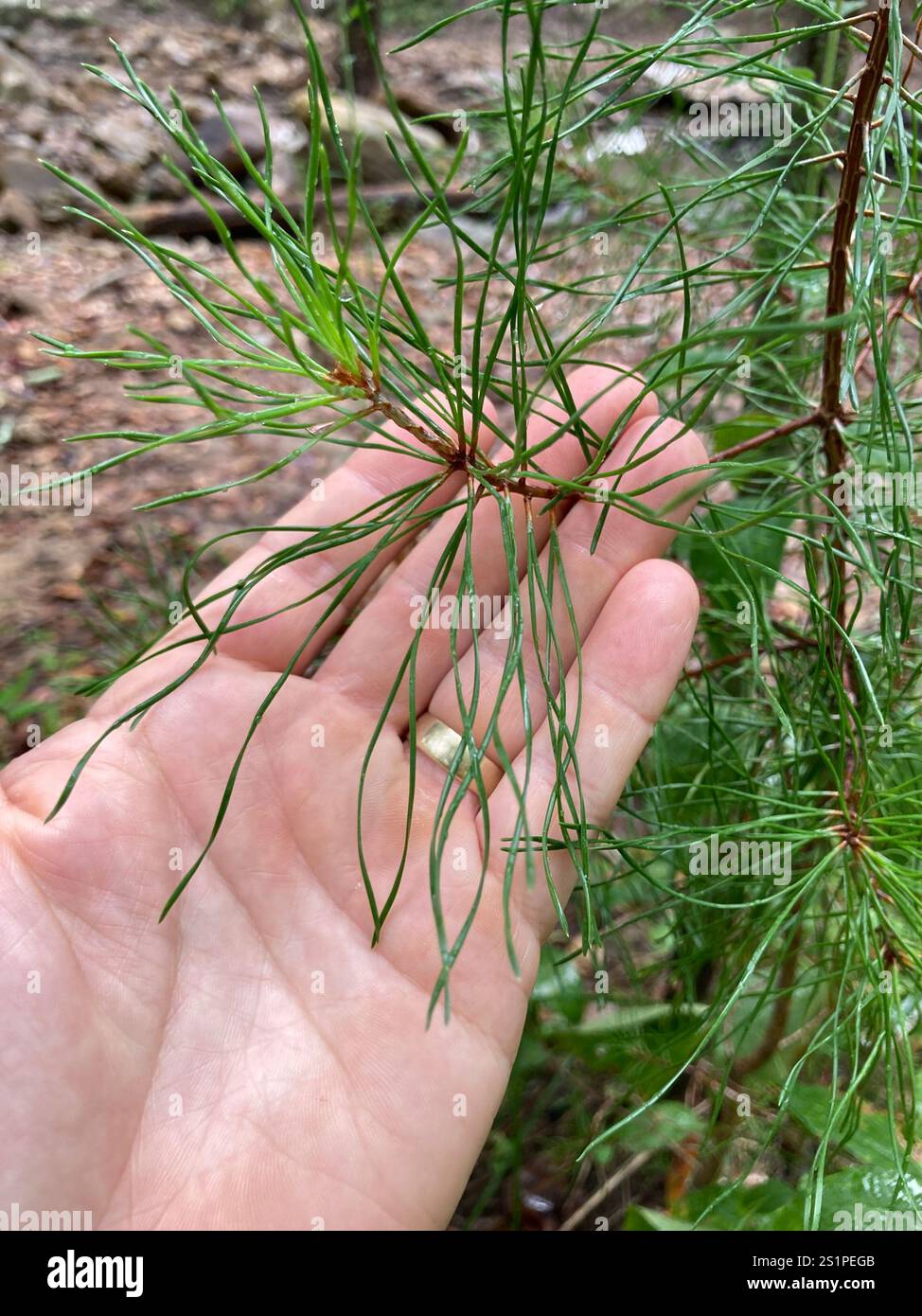 spruce pine (Pinus glabra Stock Photo - Alamy