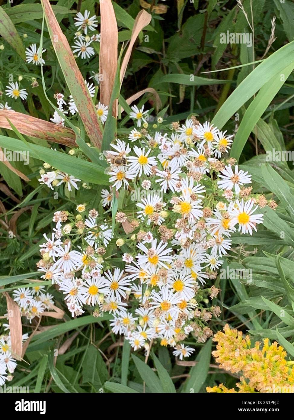 panicled aster (Symphyotrichum lanceolatum Stock Photo - Alamy