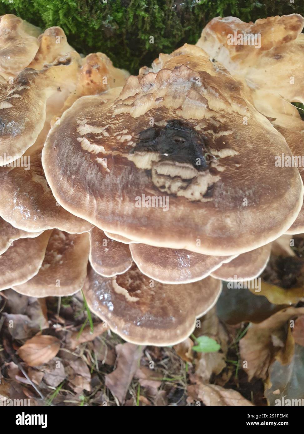 Giant Polypore (Meripilus giganteus Stock Photo - Alamy
