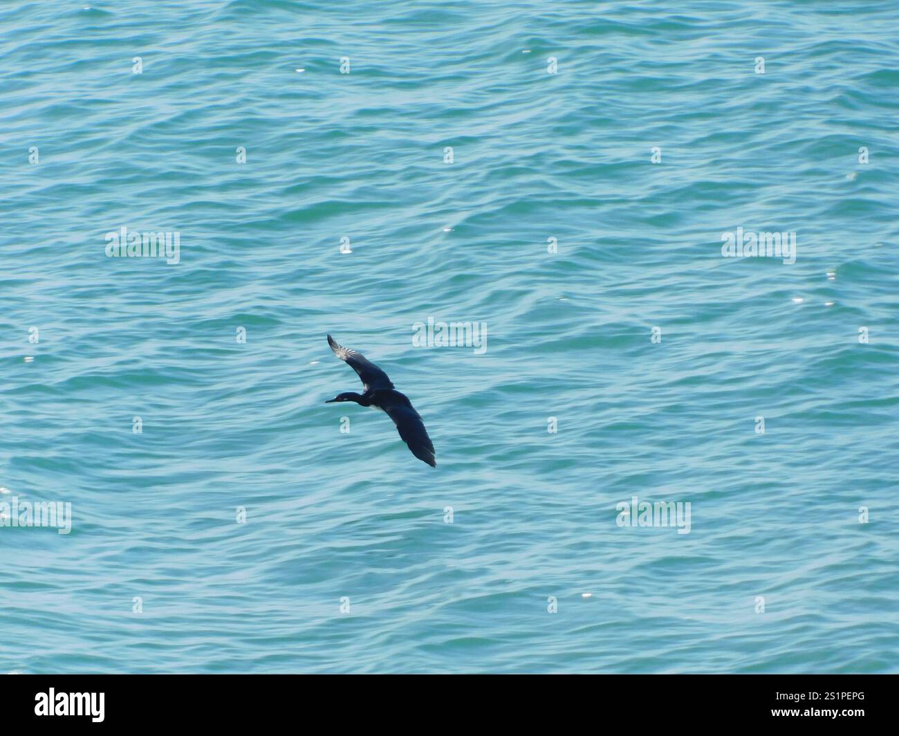 Magellanic Cormorant (Leucocarbo magellanicus Stock Photo - Alamy