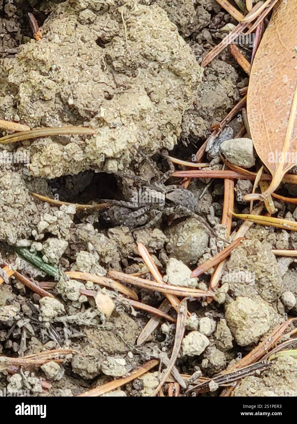 Fox Spiders (Alopecosa Stock Photo - Alamy