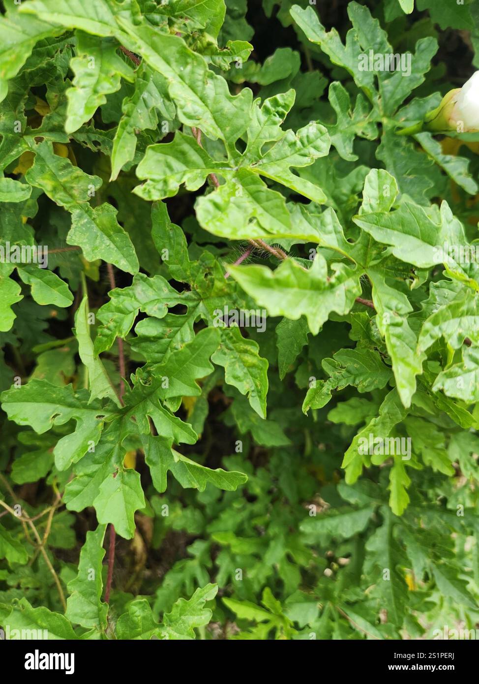 Alamo vine (Distimake dissectus Stock Photo - Alamy