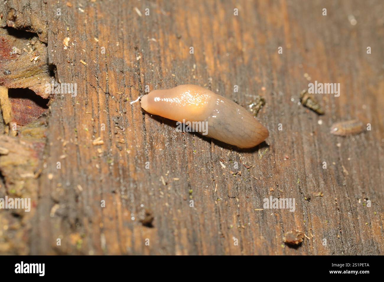 Milky Slug (Deroceras reticulatum Stock Photo - Alamy