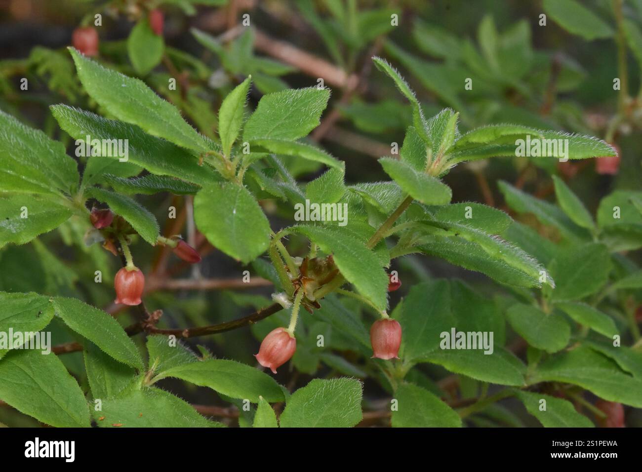 mock azalea (Rhododendron menziesii Stock Photo - Alamy