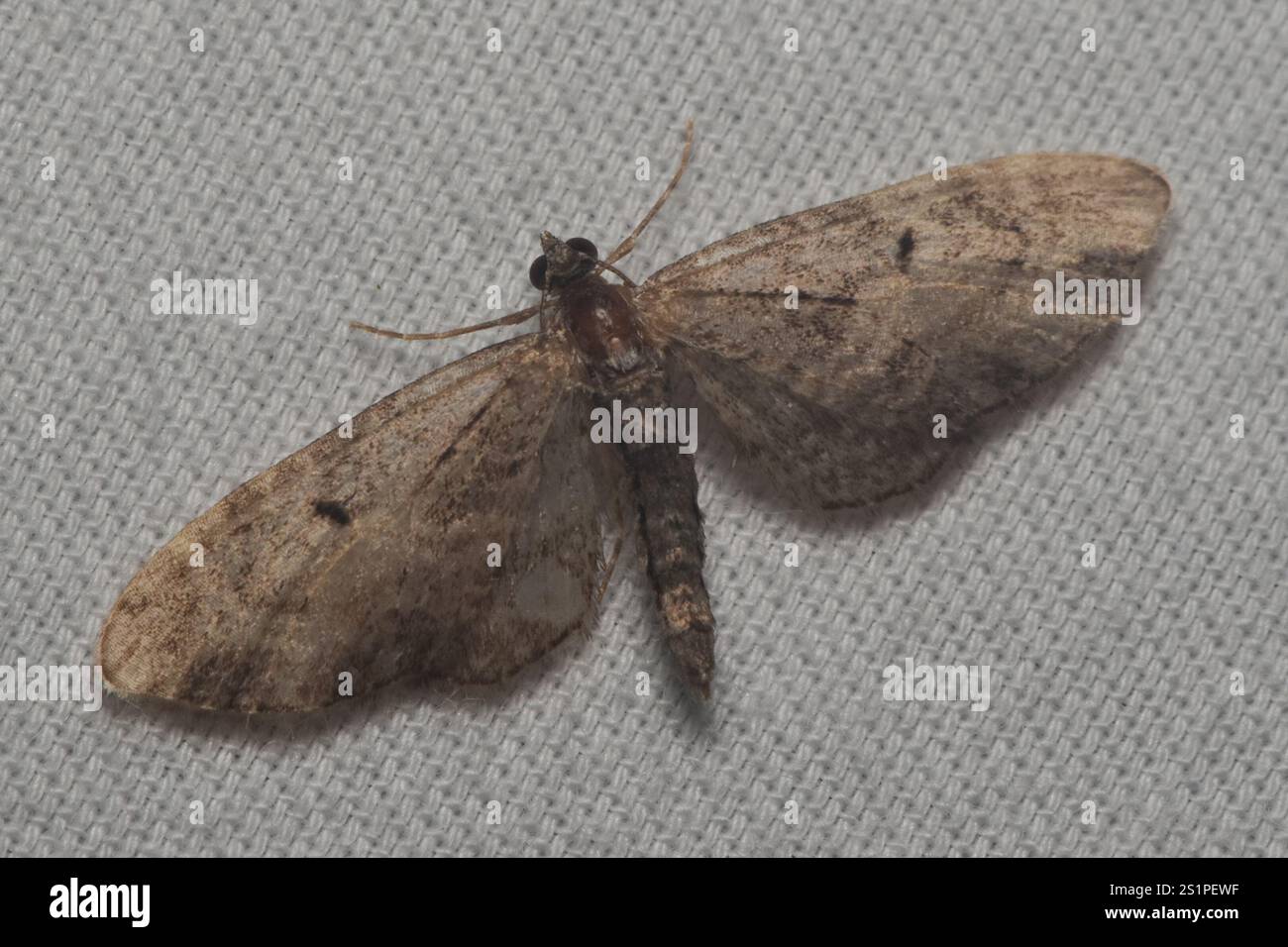 Pug Moths (Eupithecia Stock Photo - Alamy