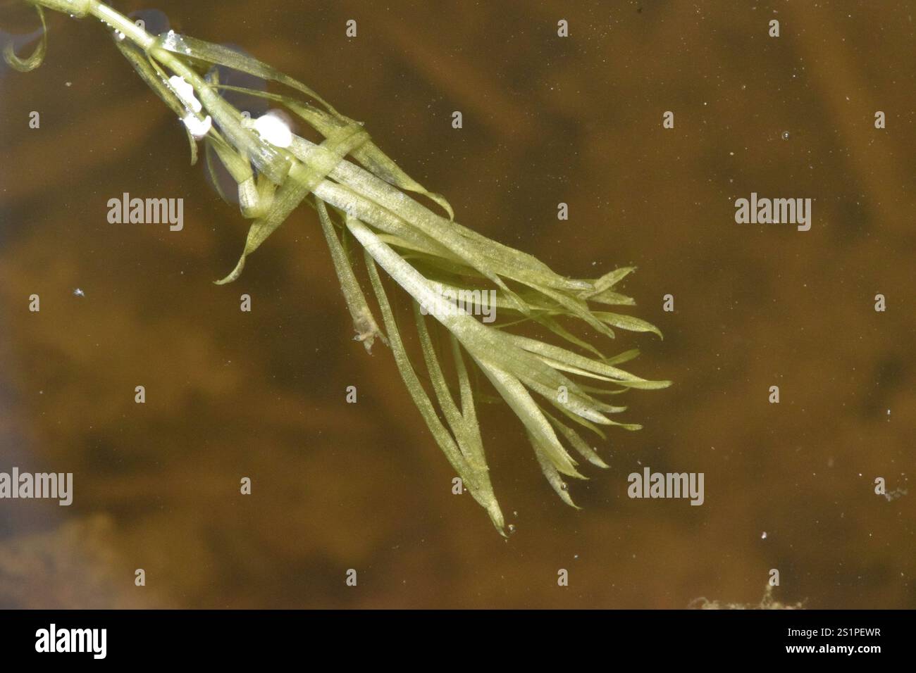 pondweed family (Potamogetonaceae Stock Photo - Alamy