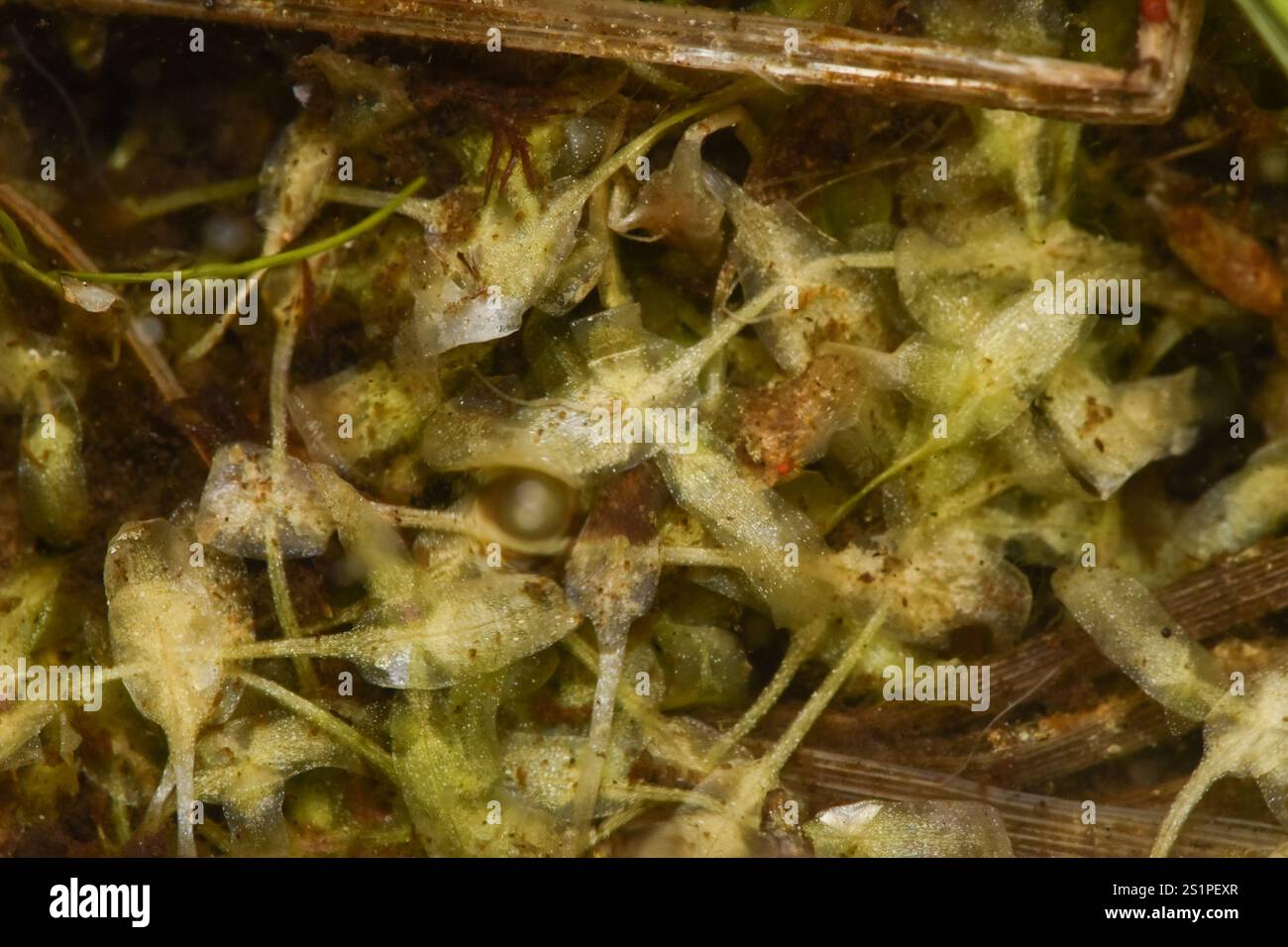 Ivy-leaved Duckweed (Lemna trisulca Stock Photo - Alamy
