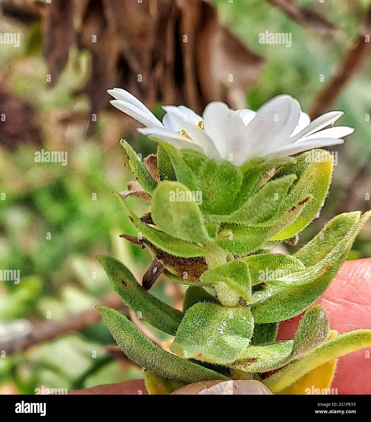 Swamp Daisy (Osmitopsis asteriscoides Stock Photo - Alamy