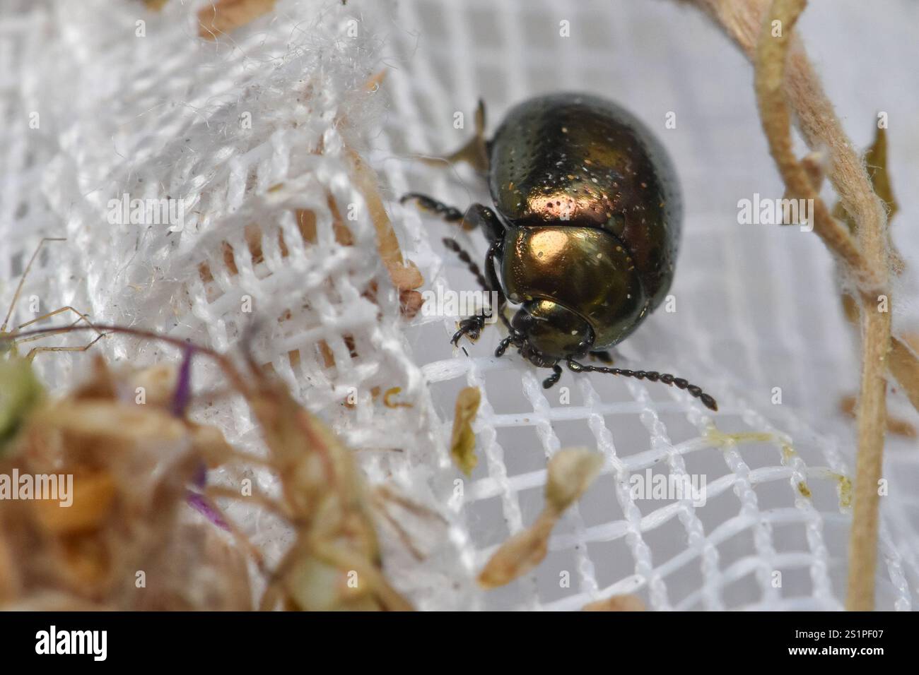 Saint John's Wort Beetle (Chrysolina hyperici Stock Photo - Alamy