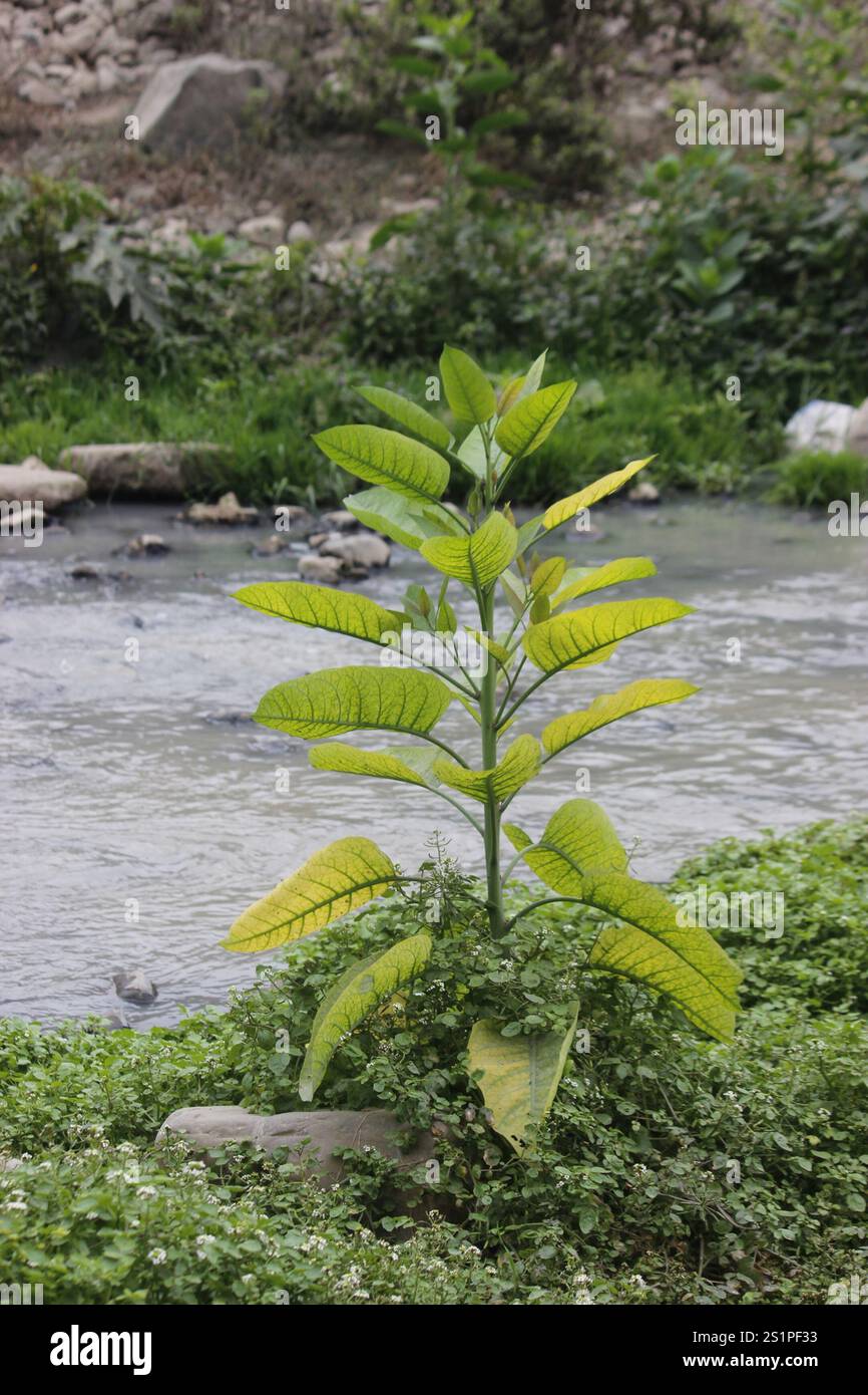 tree tobacco (Nicotiana glauca Stock Photo - Alamy
