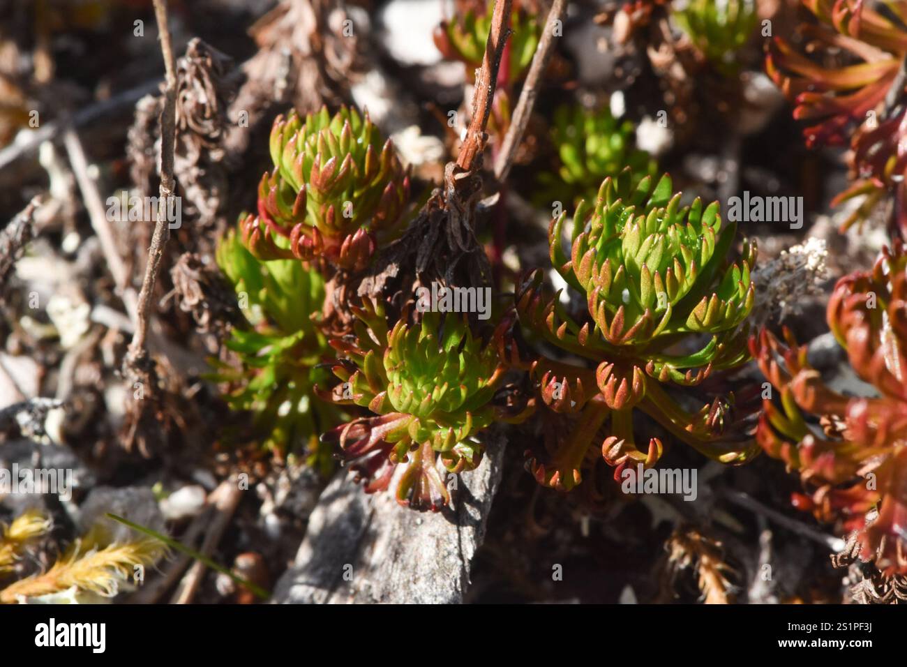 Partridgefoot (Luetkea pectinata Stock Photo - Alamy