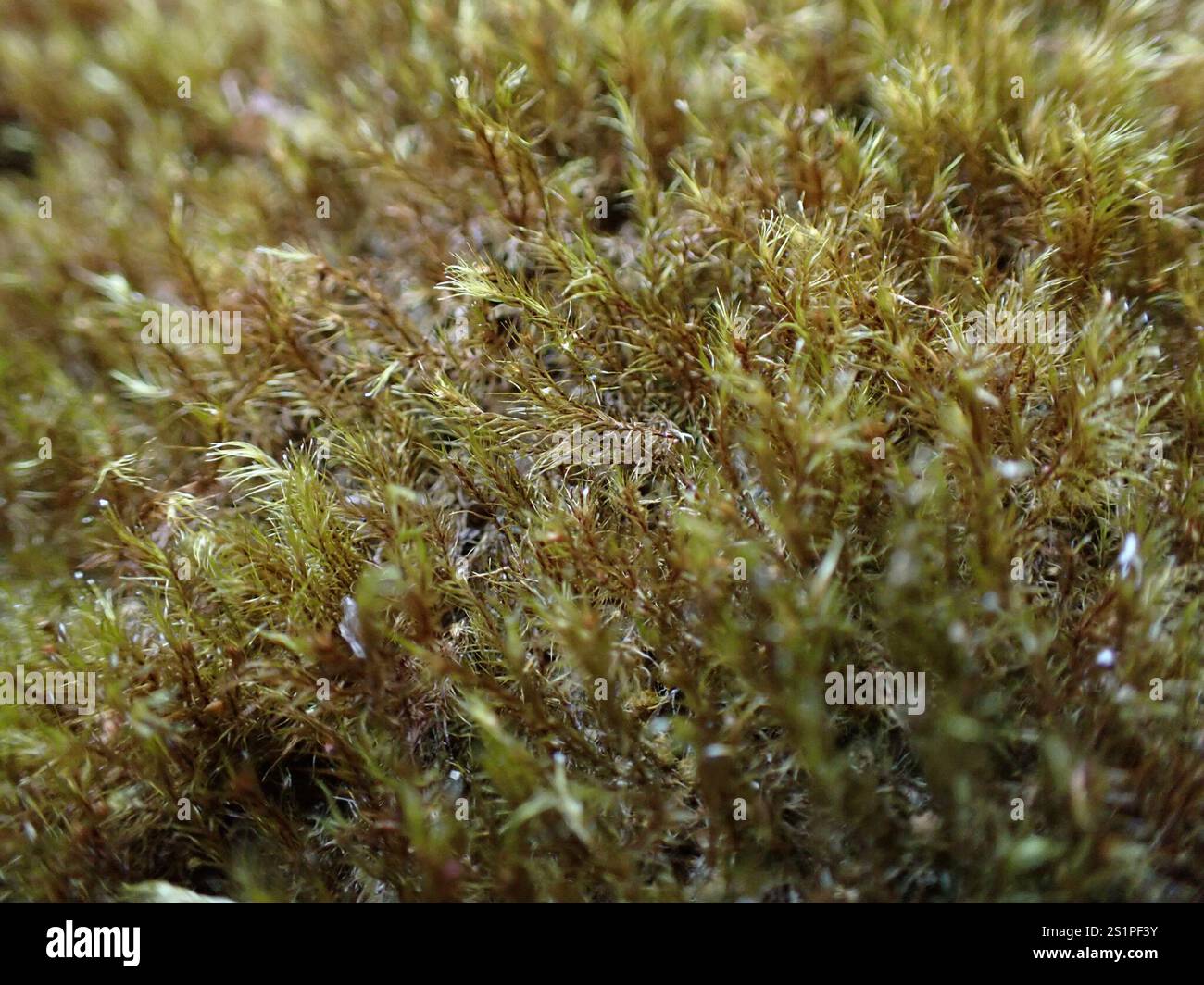 Sharp-leaved Blindia (Blindia acuta Stock Photo - Alamy
