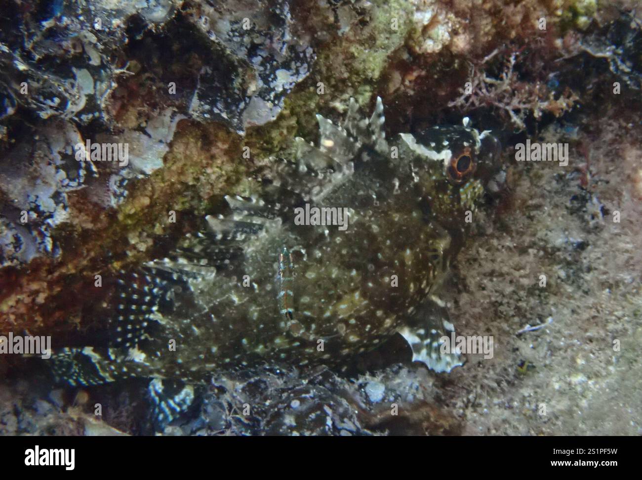 Dusky Spinefoot (Siganus luridus Stock Photo - Alamy