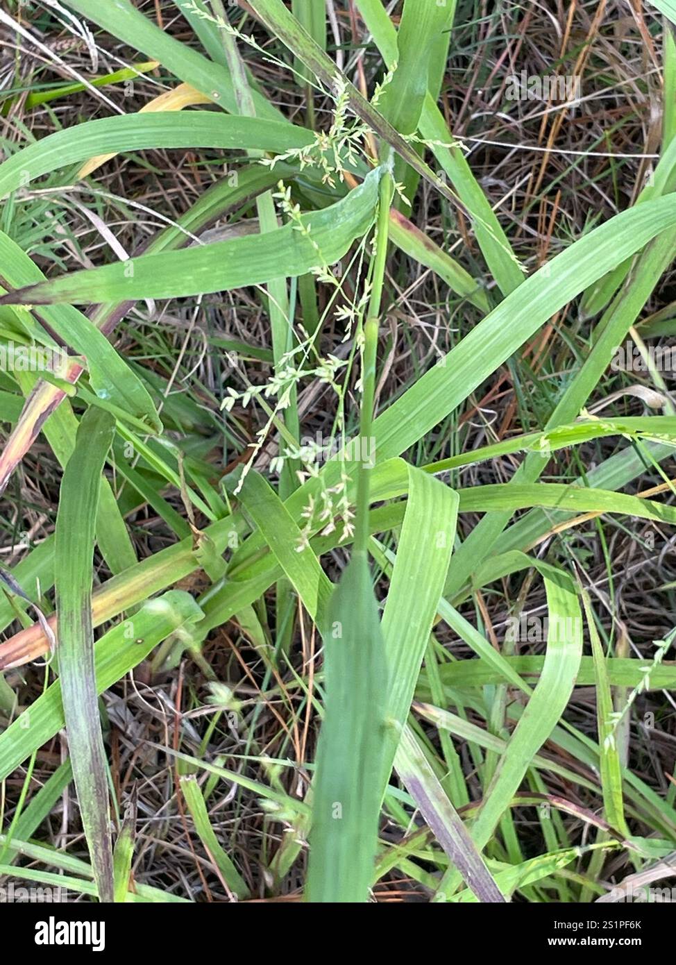 beaked panicum (Coleataenia anceps Stock Photo - Alamy