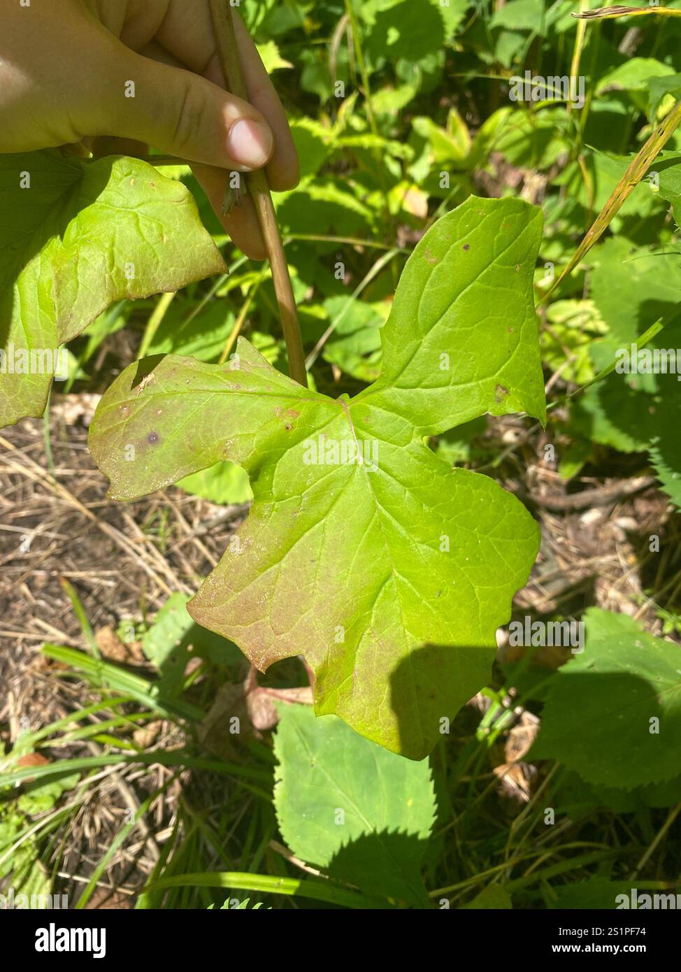 white rattlesnake root (Nabalus albus Stock Photo - Alamy