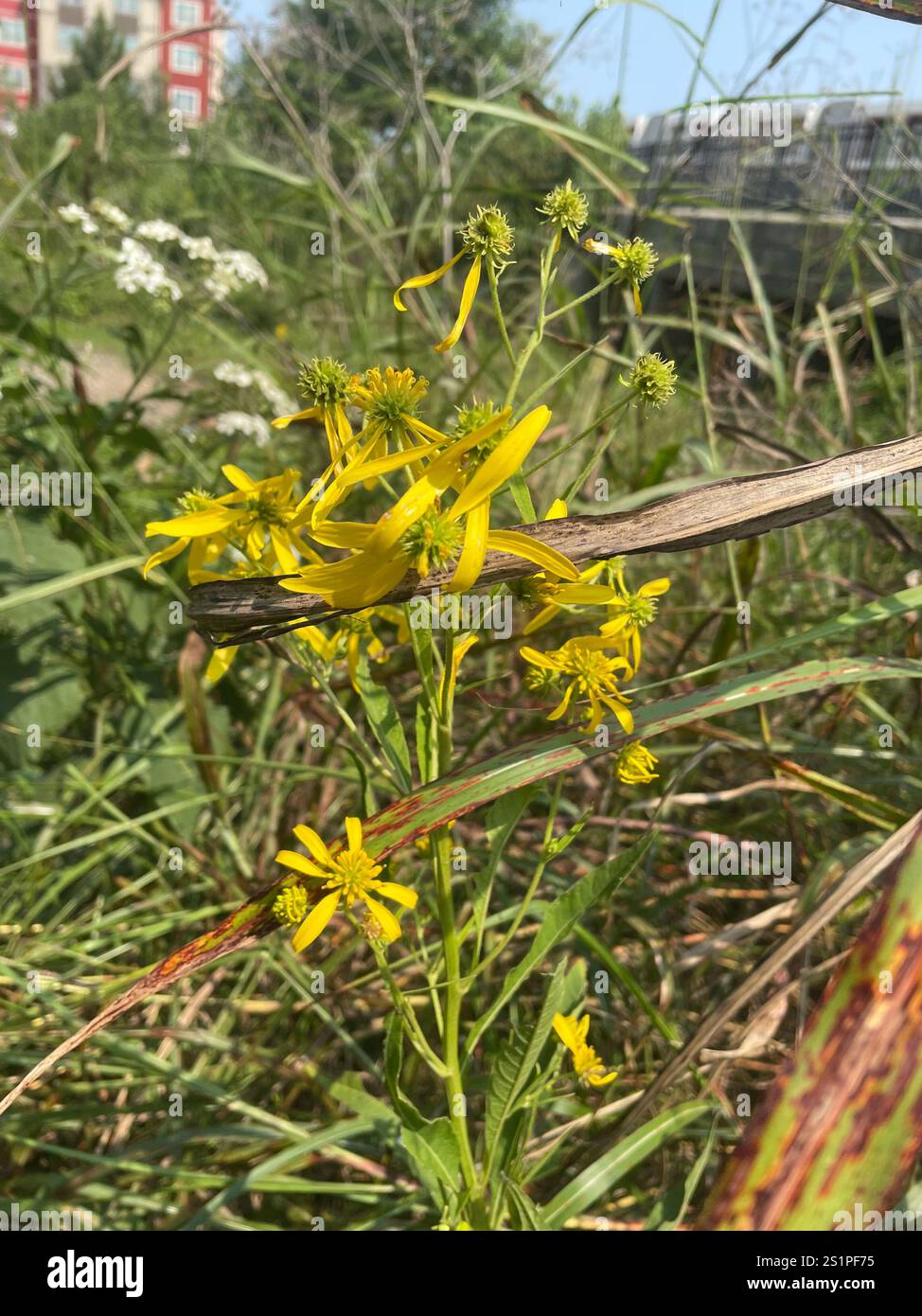 Wingstem (Verbesina alternifolia Stock Photo - Alamy