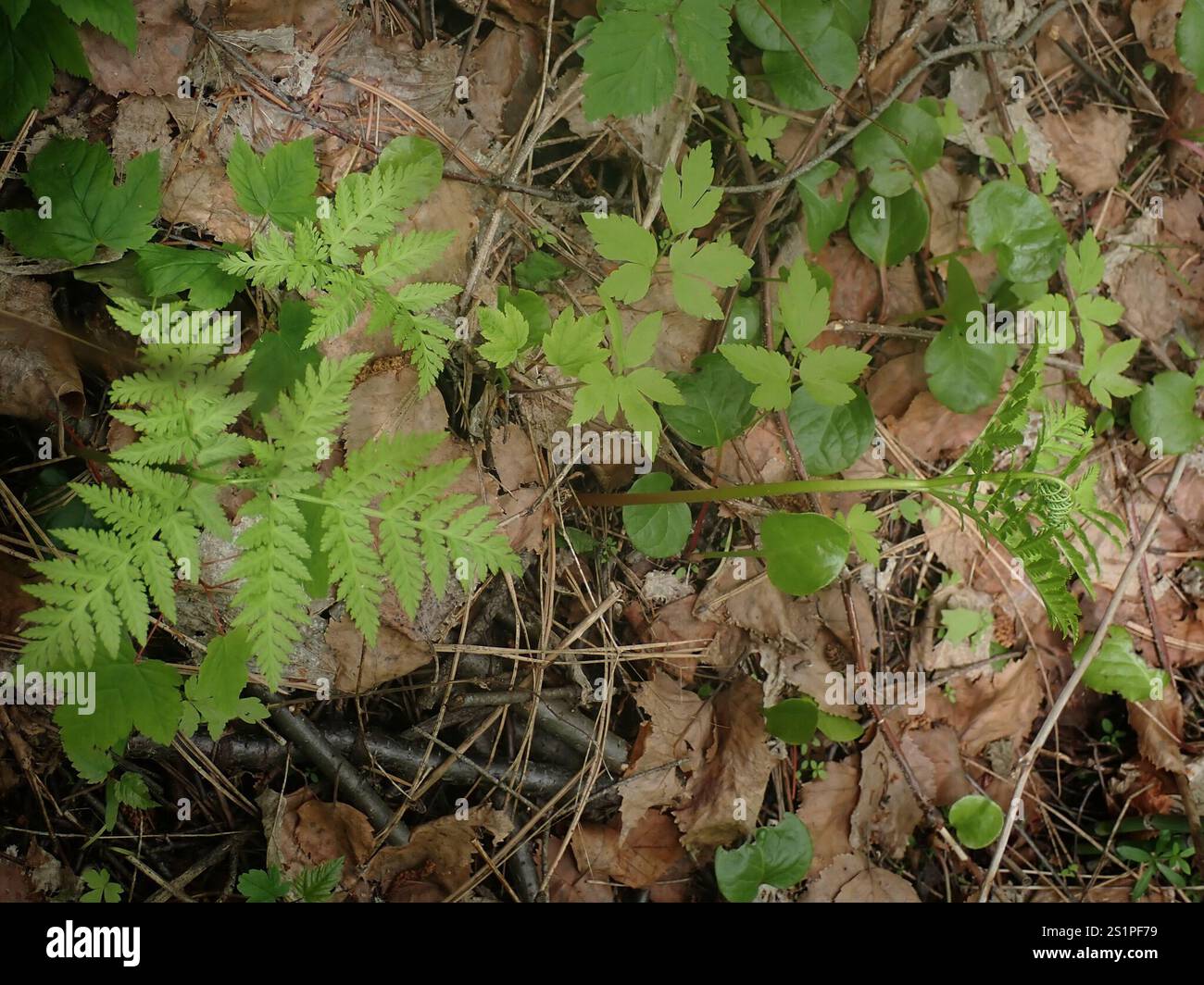 rattlesnake fern (Botrypus virginianus Stock Photo - Alamy