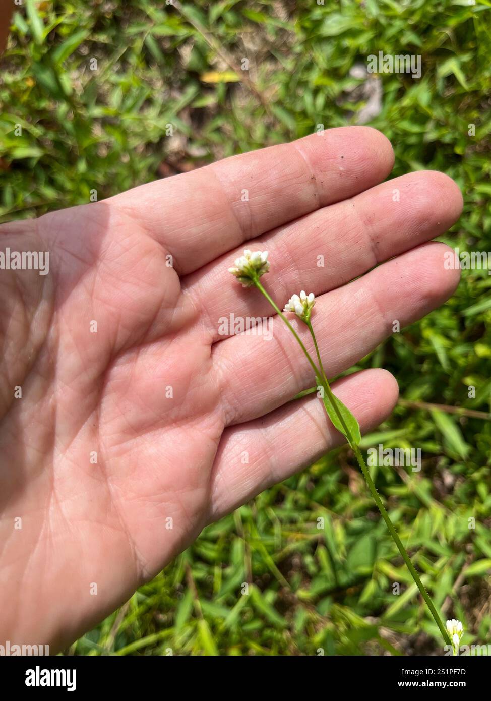arrow-leaved tearthumb (Persicaria sagittata Stock Photo - Alamy