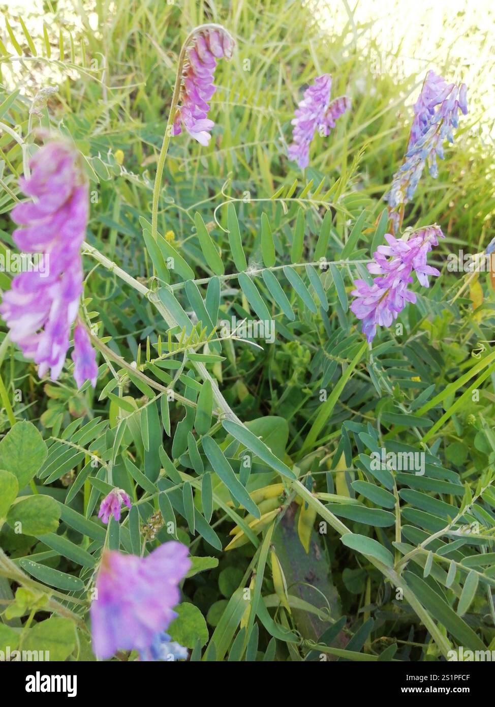 tufted vetch (Vicia cracca Stock Photo - Alamy