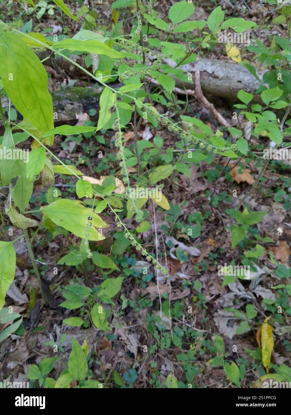 virginia stickseed (Hackelia virginiana Stock Photo - Alamy