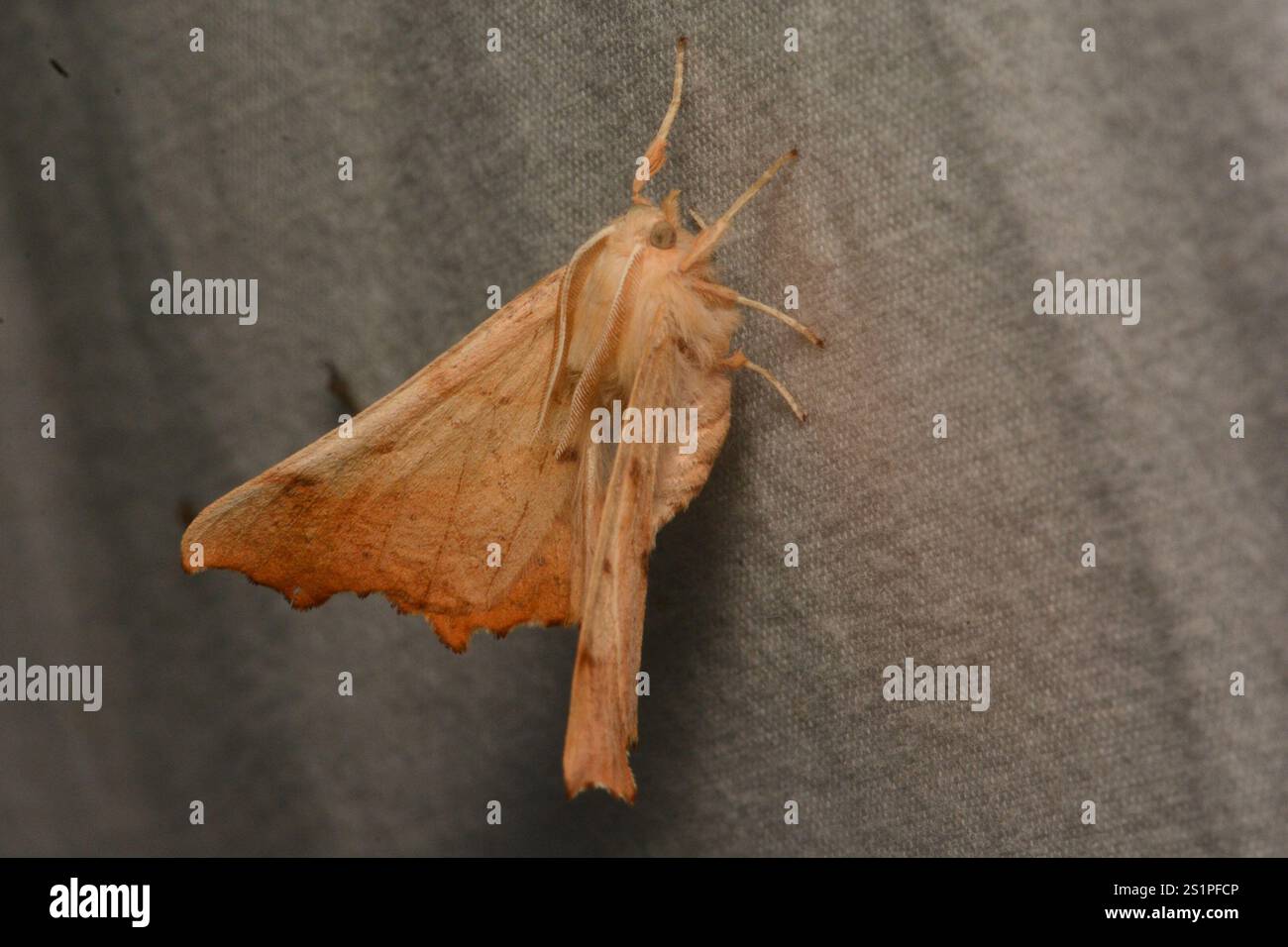 Maple Spanworm Moth (Ennomos magnaria Stock Photo - Alamy