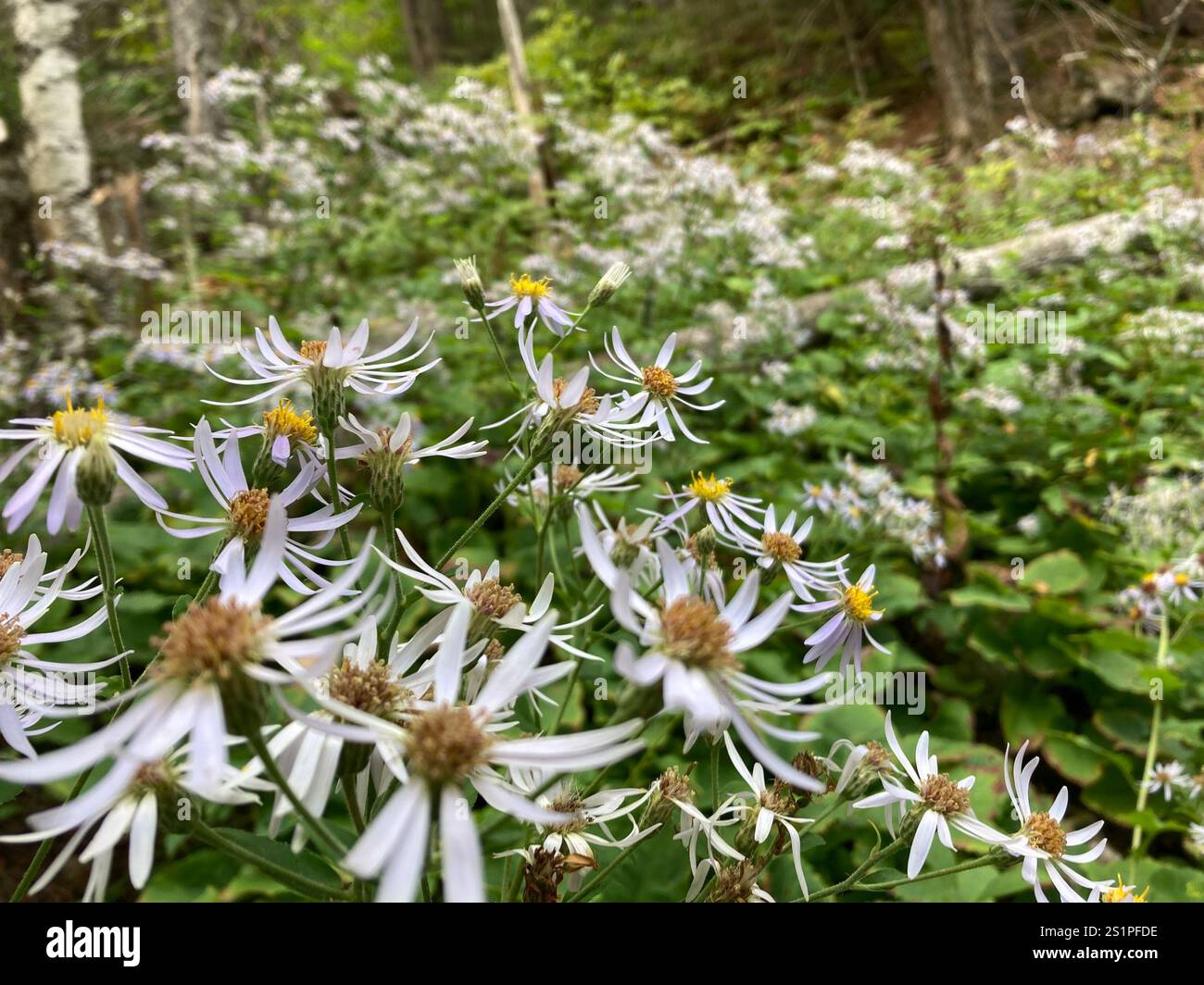 large-leaved aster (Eurybia macrophylla Stock Photo - Alamy