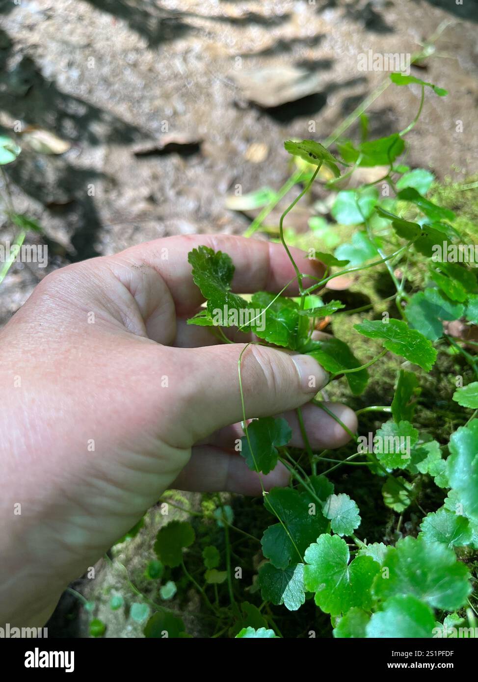 American Water-pennywort (Hydrocotyle americana Stock Photo - Alamy