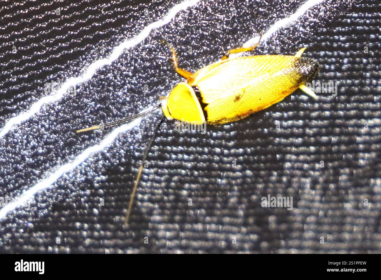 bush cockroach (Ellipsidion humerale Stock Photo - Alamy