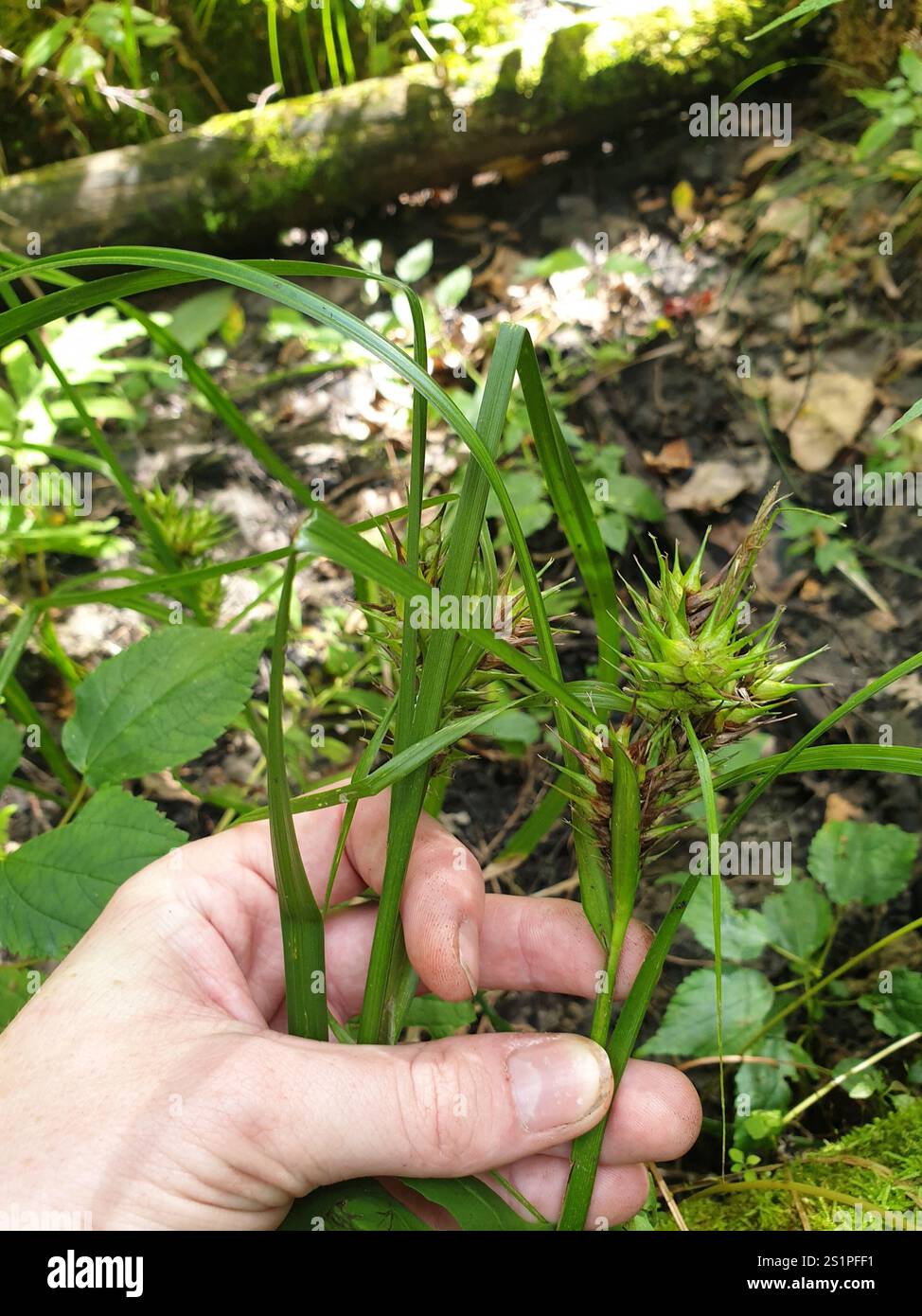 hop sedge (Carex lupulina Stock Photo - Alamy