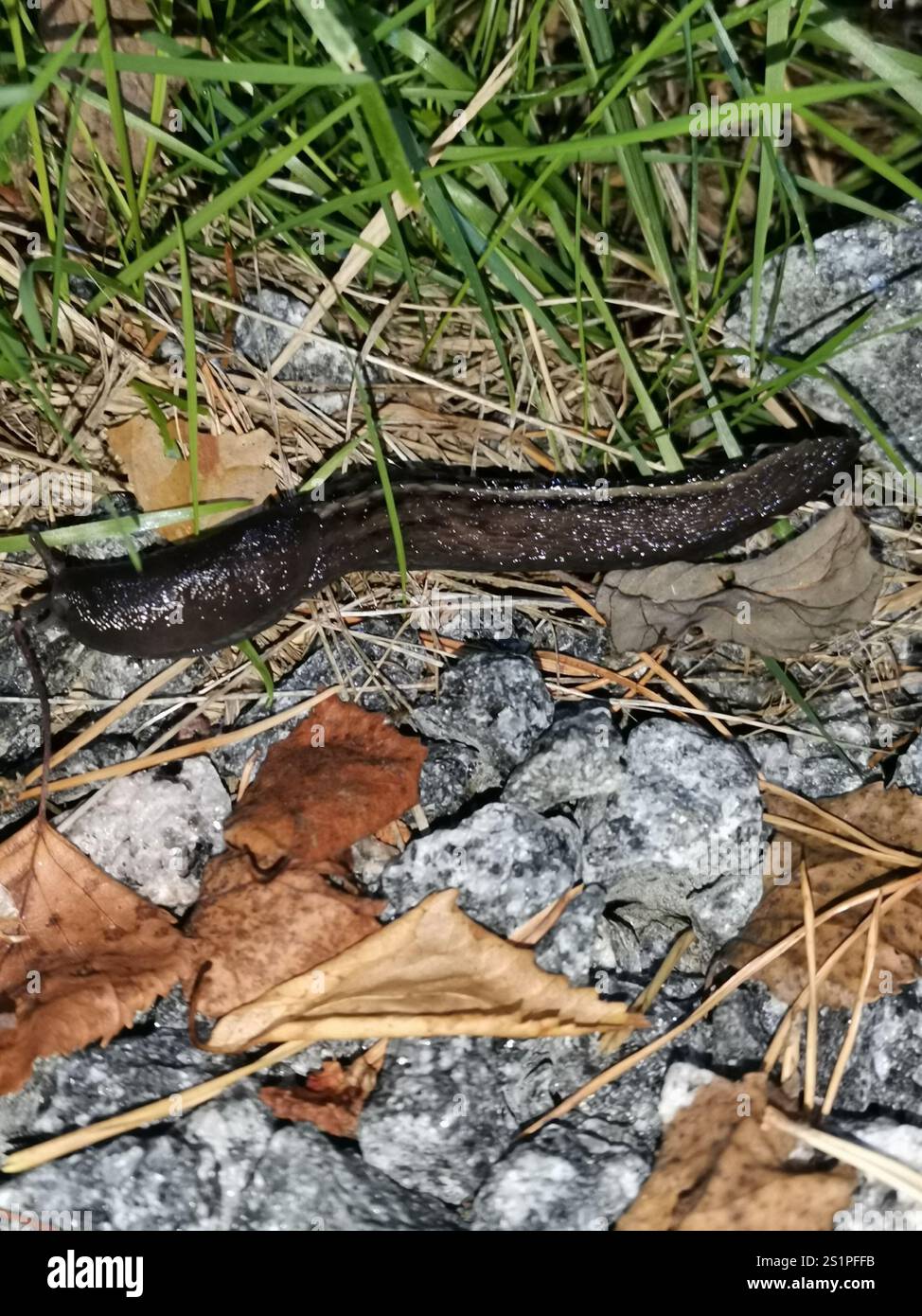 Ash-black Slug (Limax cinereoniger Stock Photo - Alamy