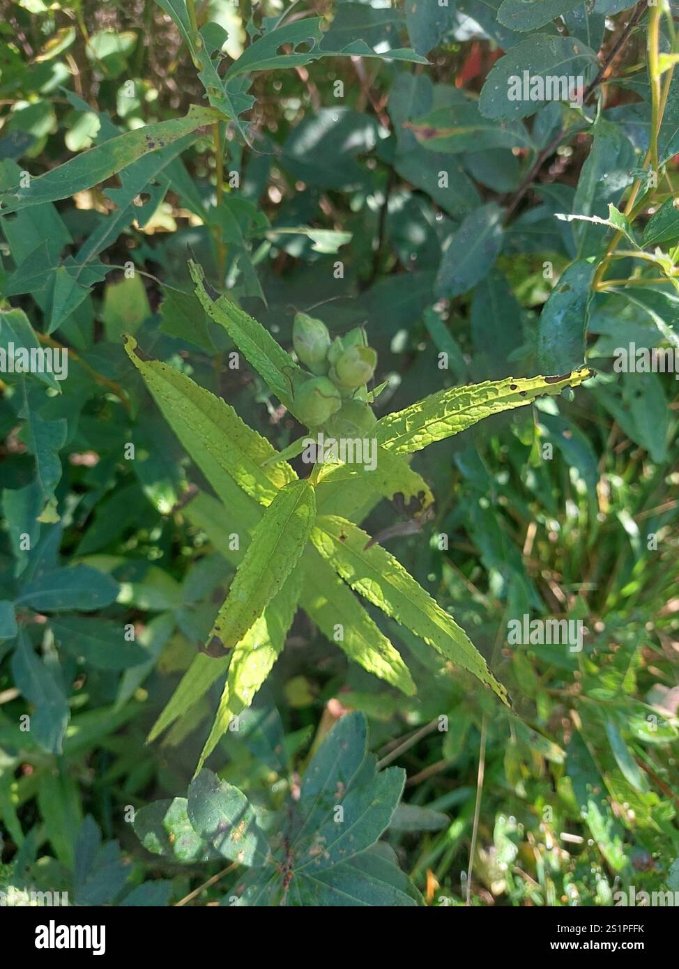 white turtlehead (Chelone glabra Stock Photo - Alamy