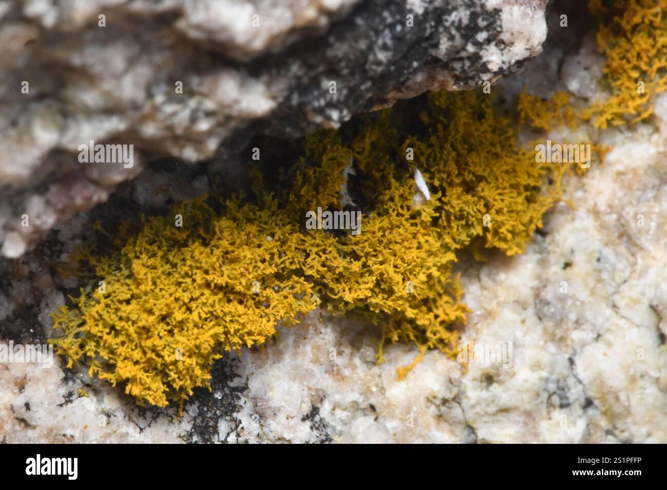 Shrubby Sunburst Lichen (Polycauliona candelaria Stock Photo - Alamy