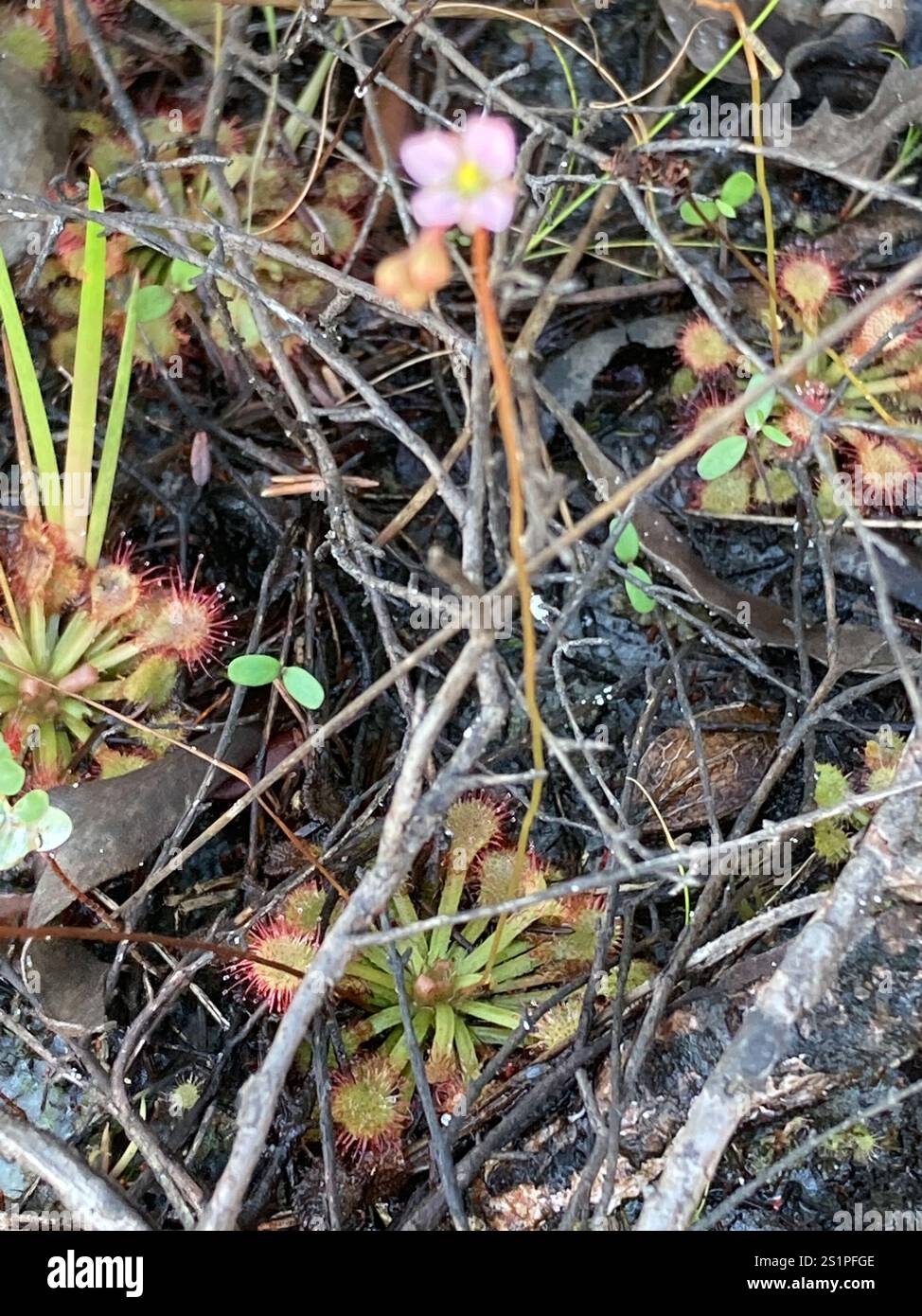 Pink Sundew (Drosera capillaris Stock Photo - Alamy
