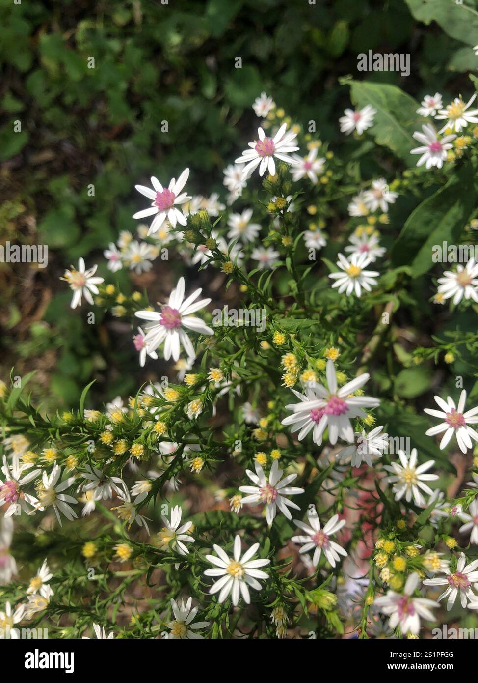 Arrow-leaved Aster (Symphyotrichum urophyllum Stock Photo - Alamy