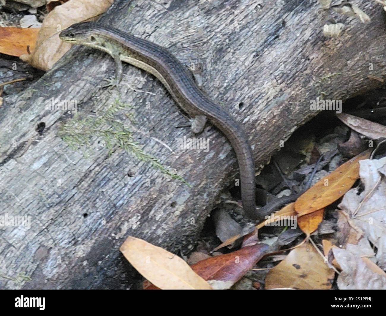 Northern Alligator Lizard (Elgaria coerulea Stock Photo - Alamy