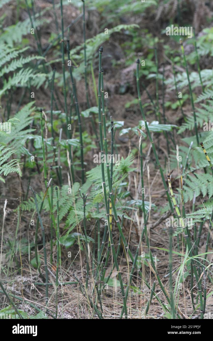 rough horsetail (Equisetum hyemale Stock Photo - Alamy