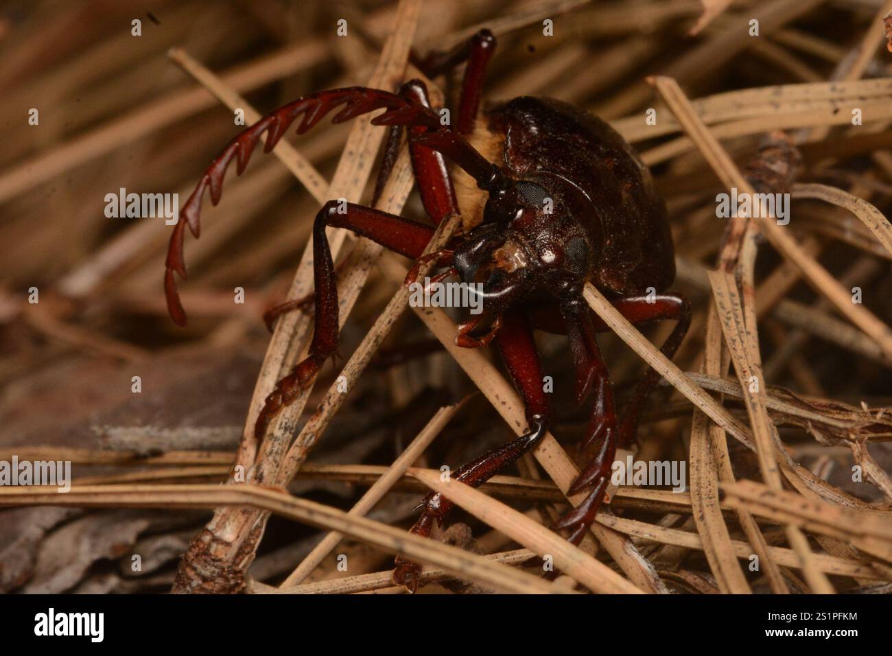 California Root Borer (Prionus californicus Stock Photo - Alamy
